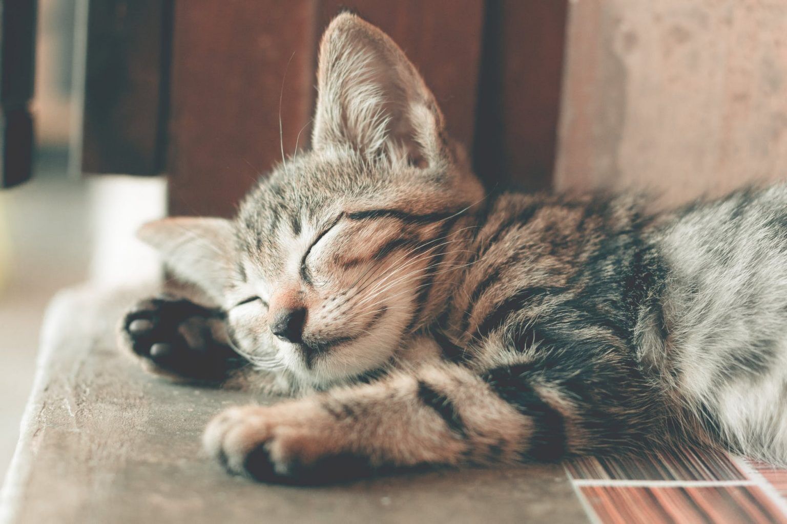 Are Kittens Okay to Be Left Alone? Important Facts For New Kitten Owners