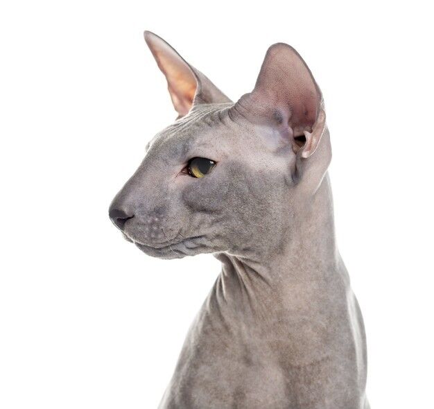 Peterbald Cat Breed | Full Profile, Facts, and Information