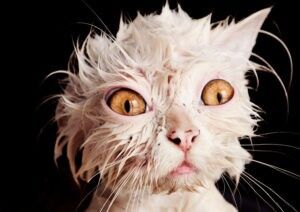 Why Are Cats Afraid Of Water? Top 5 Reasons Explained