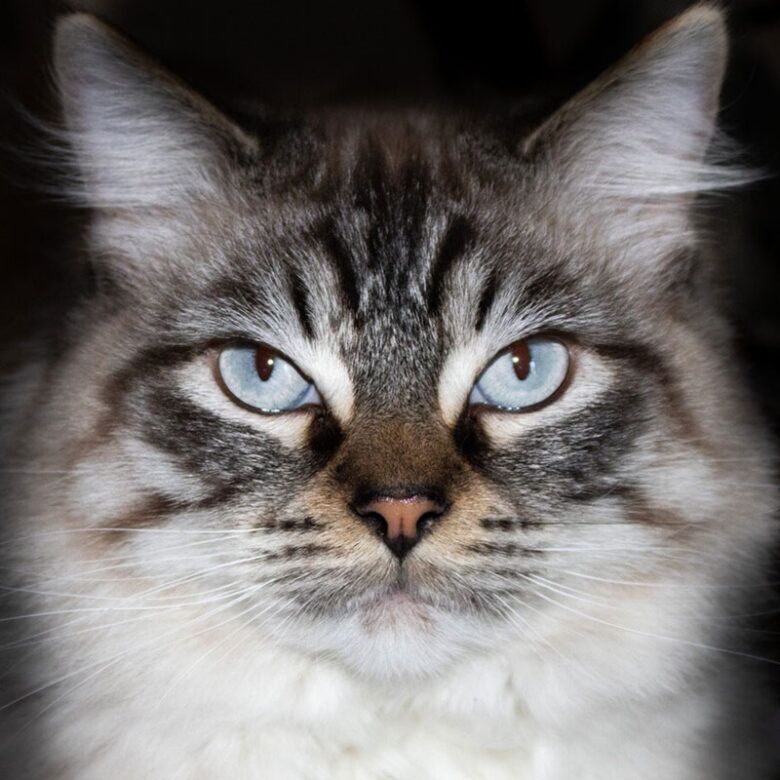 Ragamuffin Cat | Full Profile, Facts, History and Information